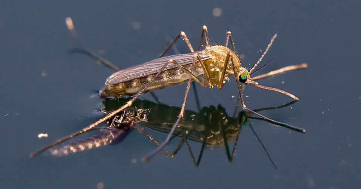 Autoridades não identificaram qualquer mosquito com vírus do Nilo este ano