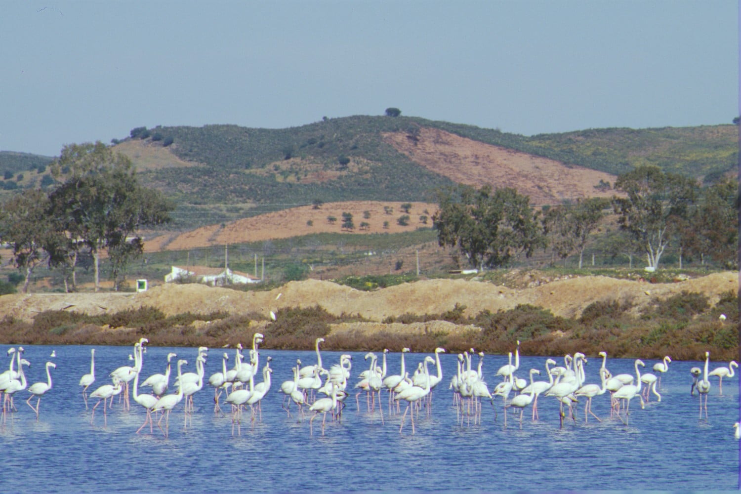 Dia das Aves Migratórias assinalado na Reserva Natural do Sapal
